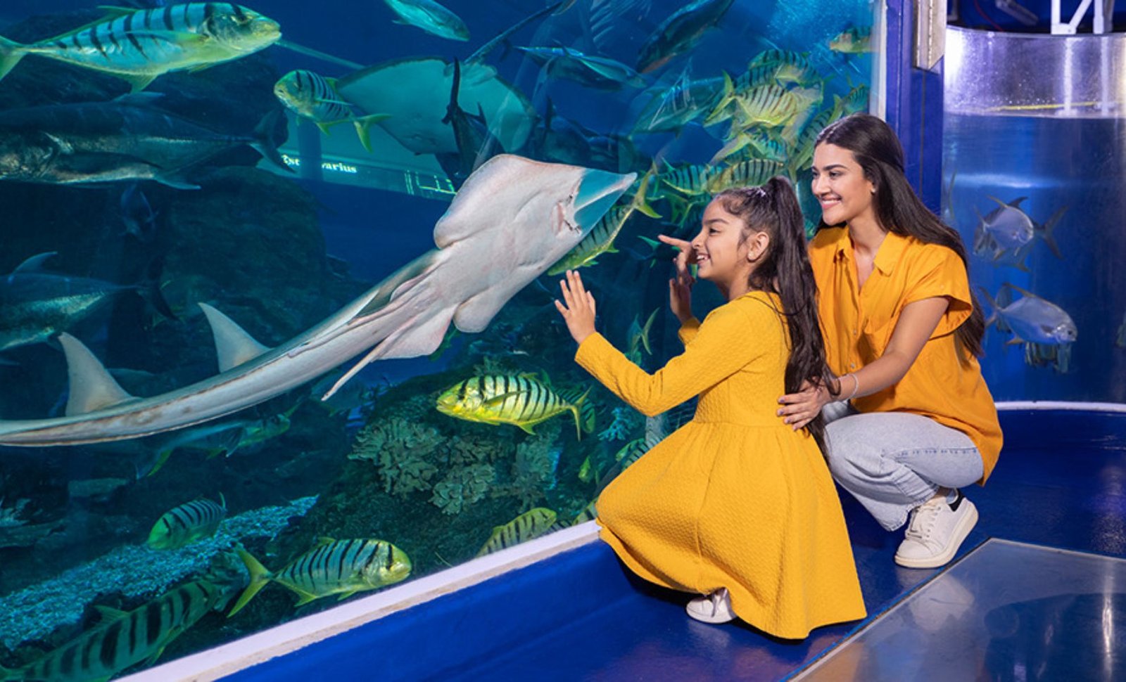 Dubai Aquarium and Underwater Zoo – My Safar Tours
